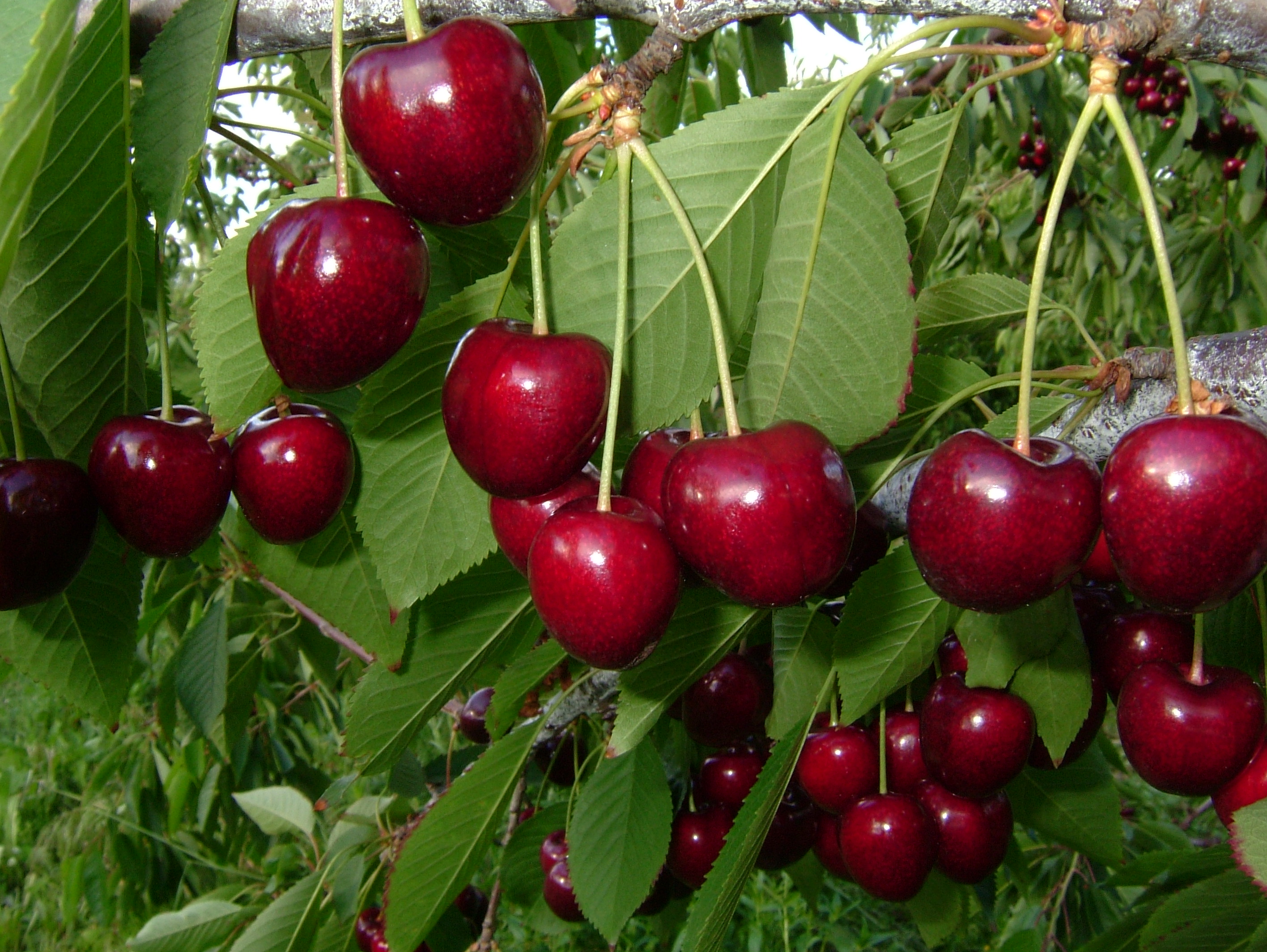 Kirsche-Ria01 - Obsthof Busch - Müllheim